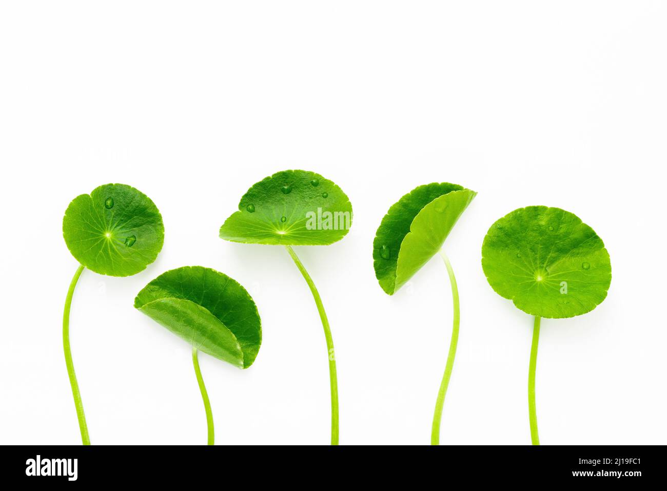 Centella cica hi-res stock photography and images - Alamy
