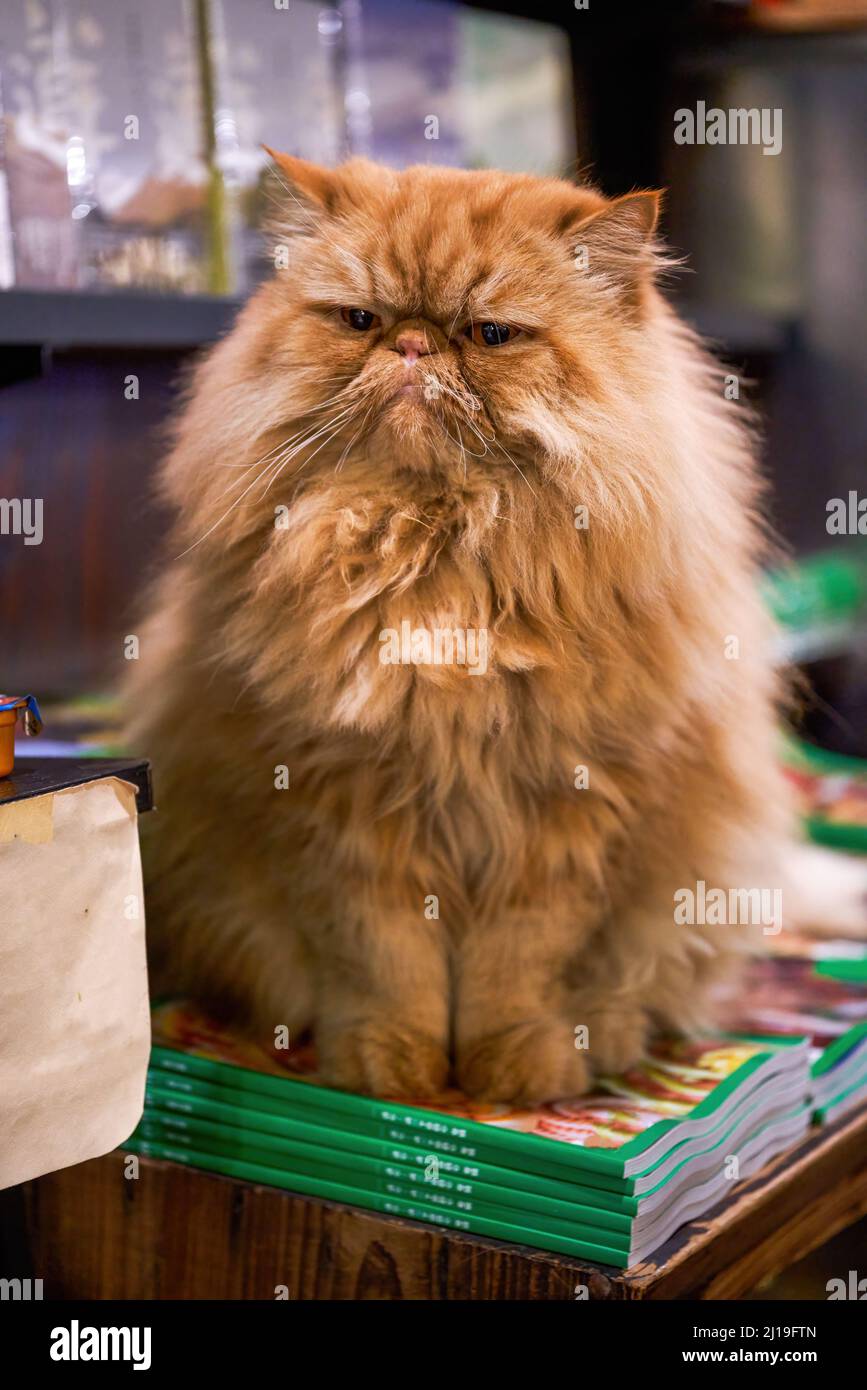 A cute brown long-haired Garfield cat in a bookstore Stock Photo - Alamy