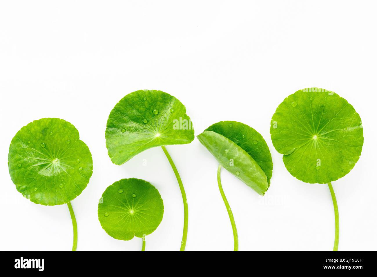 Centella cica hi-res stock photography and images - Alamy