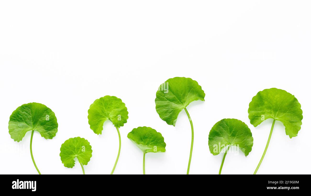 Close up centella asiatica leaves isolated on white background top view ...