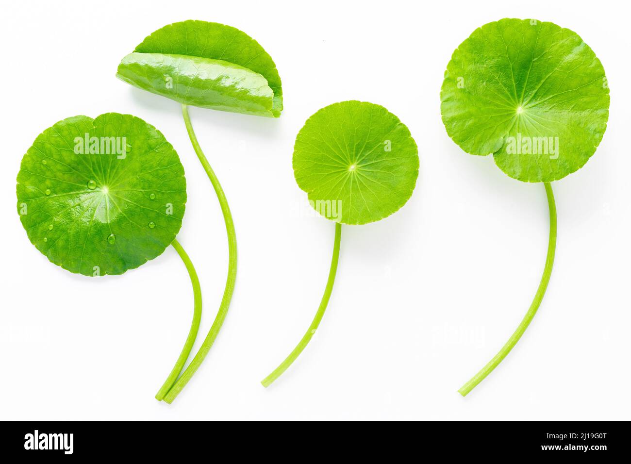 Close up centella asiatica leaves with rain drop isolated on white ...