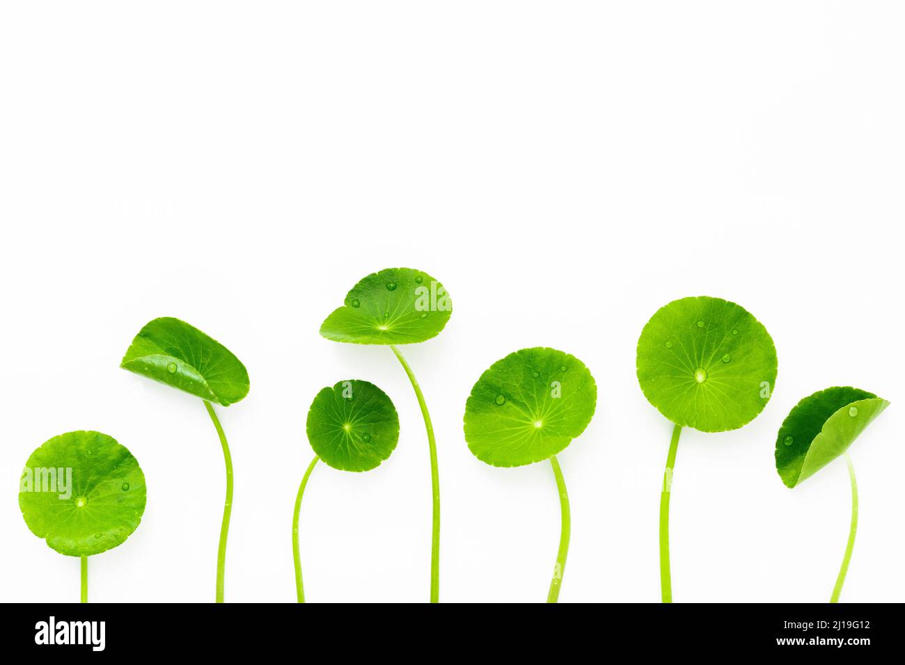 Centella cica hi-res stock photography and images - Alamy