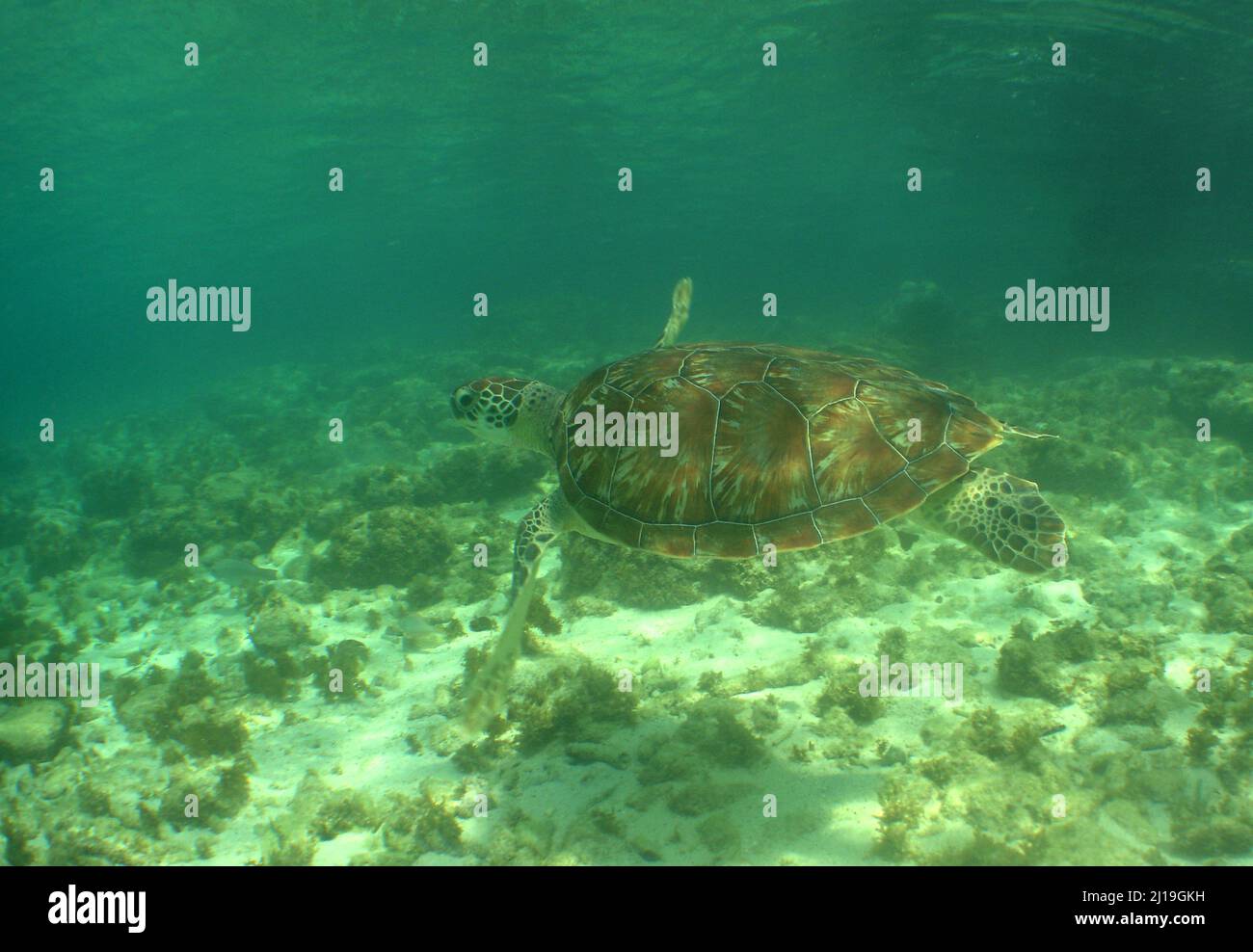 Closeup sea turtle swimming under hi-res stock photography and images ...