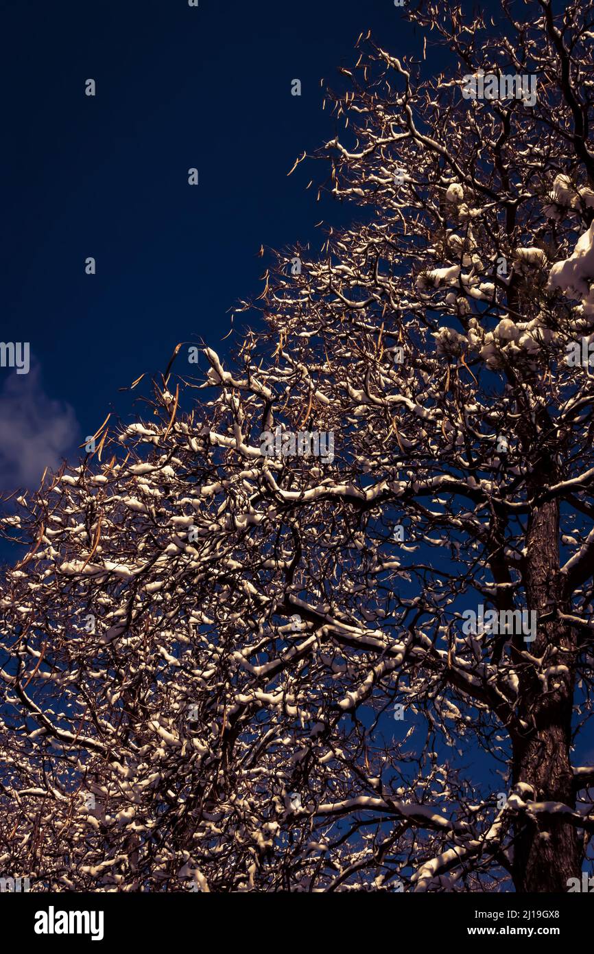 A snowy tree against a dark blue sky background Stock Photo - Alamy