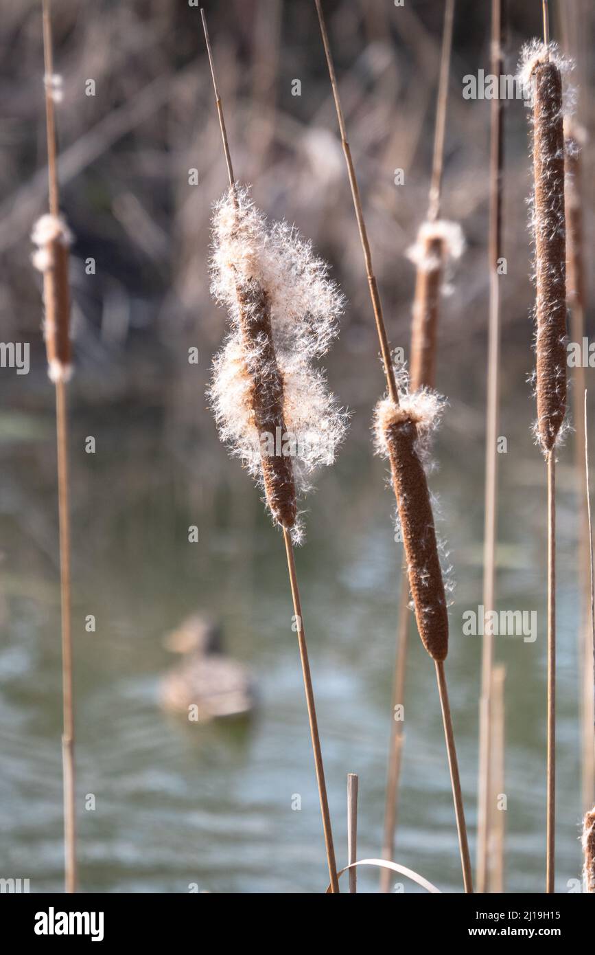 Closeup shot cattail plant hi-res stock photography and images - Alamy