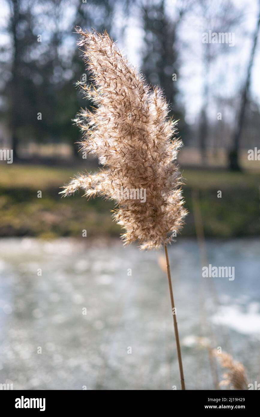 A portrait of a wetland grass known as the Common Reed Stock Photo - Alamy