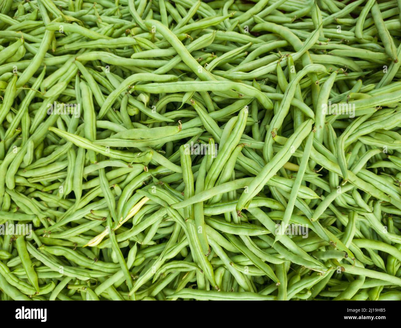 pile of green beans, also known as french beans, string beans or snaps ...