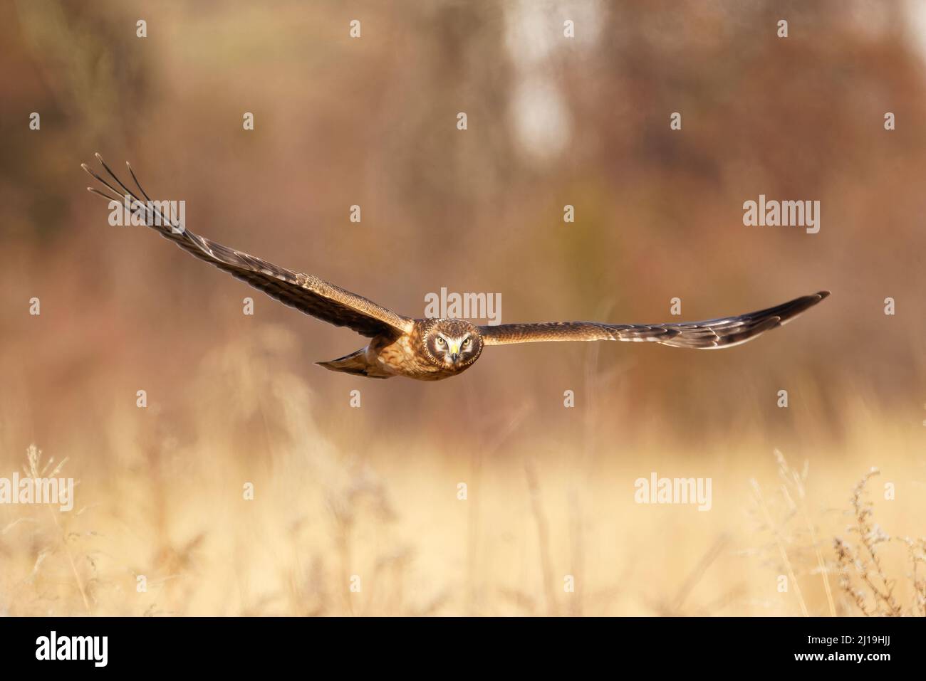 A closeup of a northern harrier bird in flight Stock Photo - Alamy