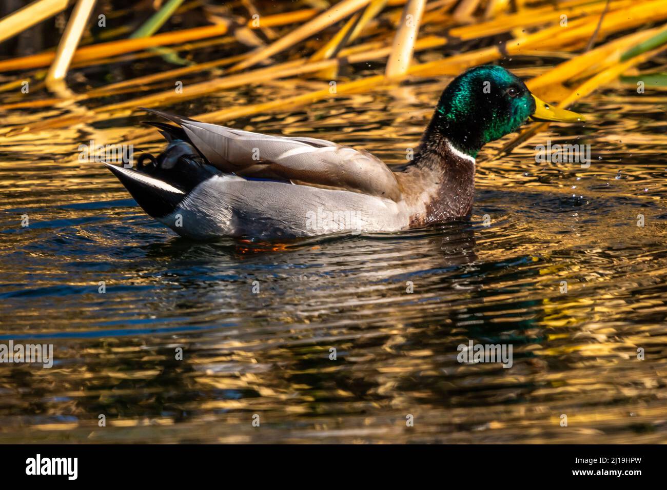 A large brown Mallard in Tucson, Arizona Stock Photo - Alamy
