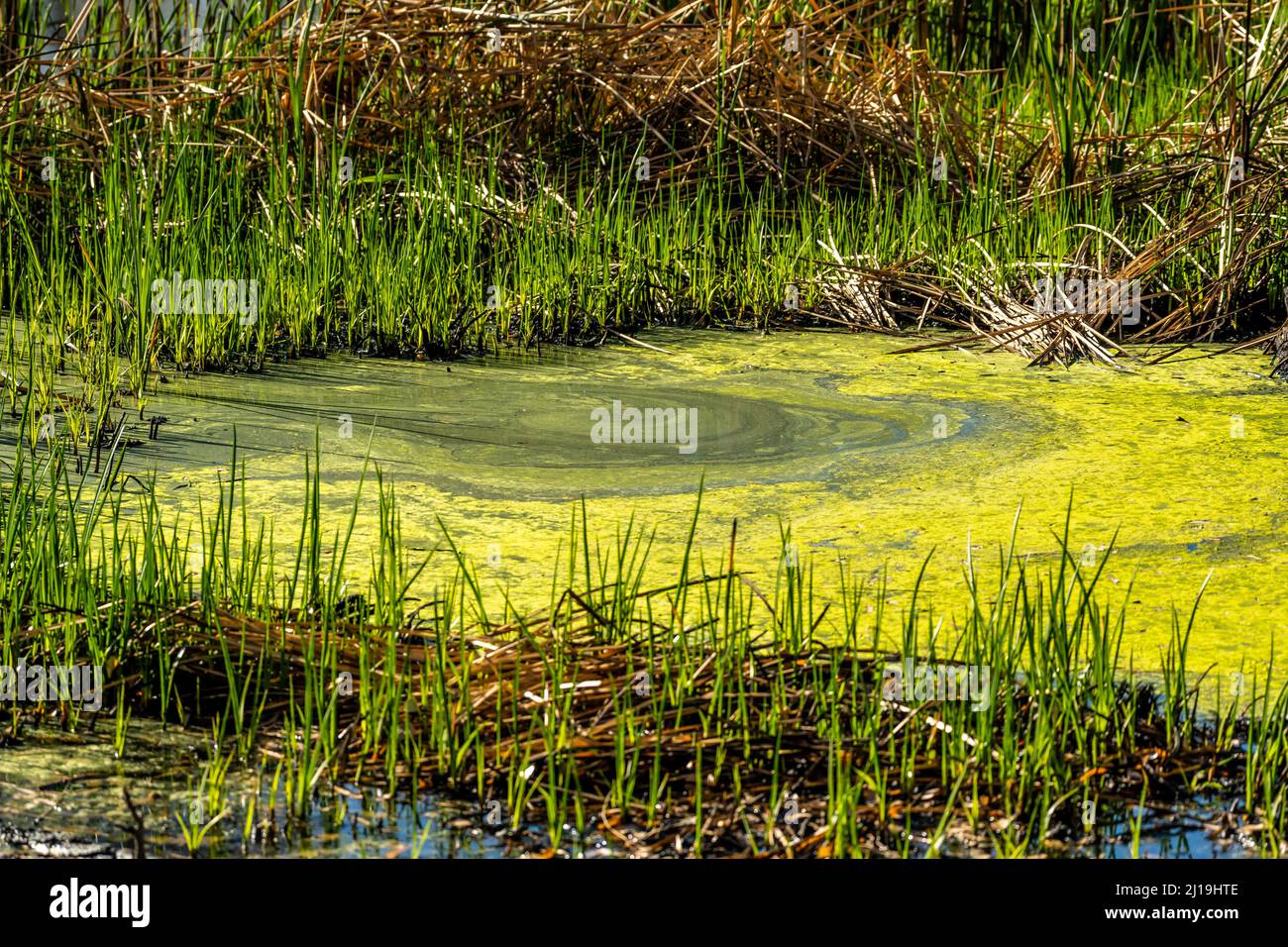 Sweetwater wetlands tucson hi-res stock photography and images - Alamy