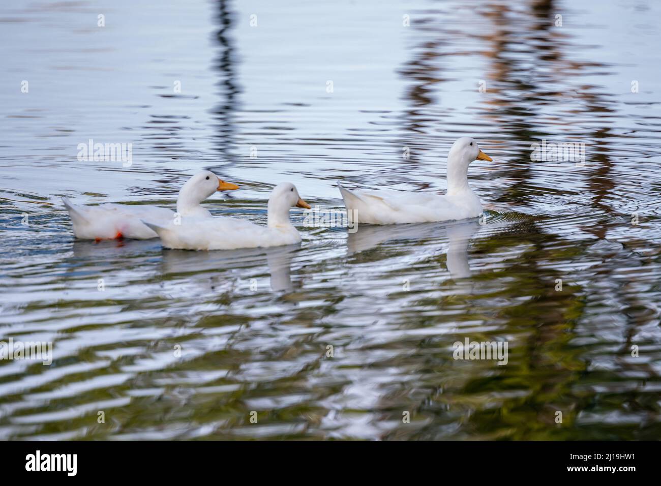 Pekin duck on grass hi-res stock photography and images - Alamy