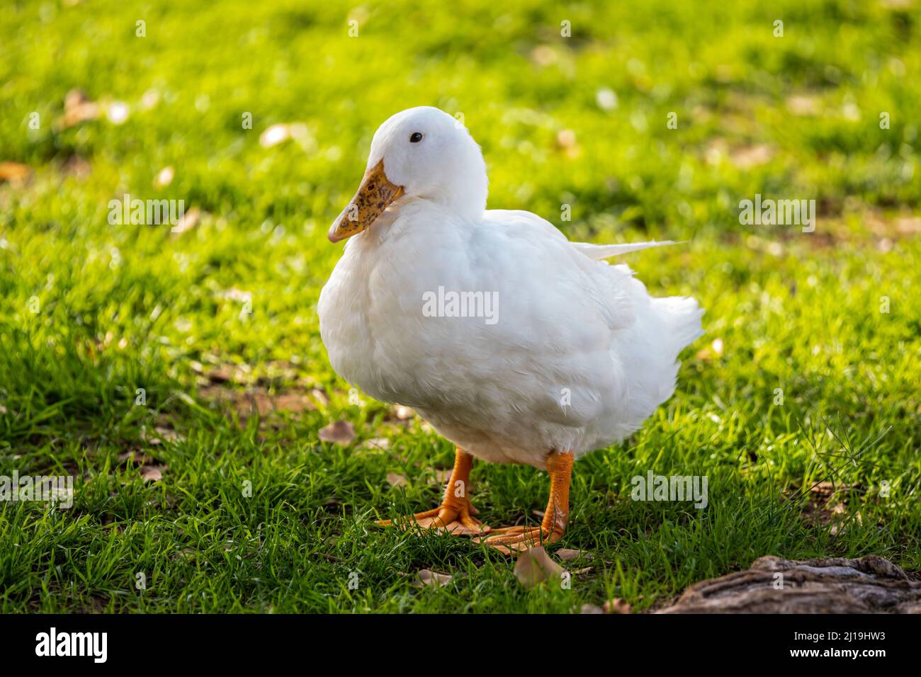 Pekin duck on grass hi-res stock photography and images - Alamy