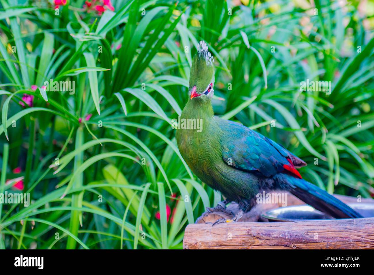 Turaco inhabit mainly tree crowns in wooded areas Stock Photo - Alamy
