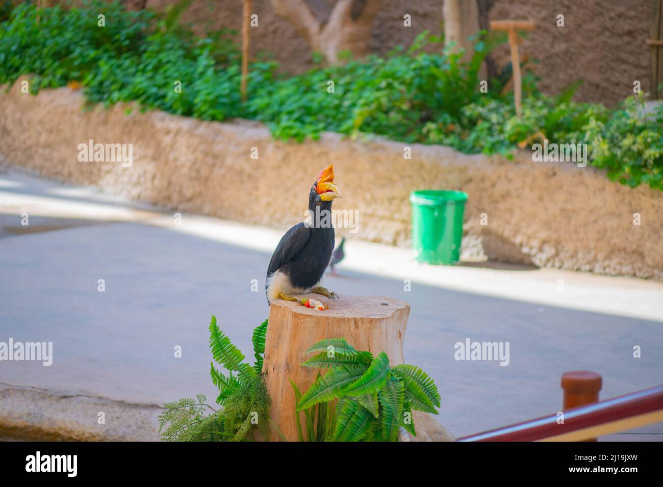 sulawesian kalao species of bird in the hornbill family Stock Photo - Alamy