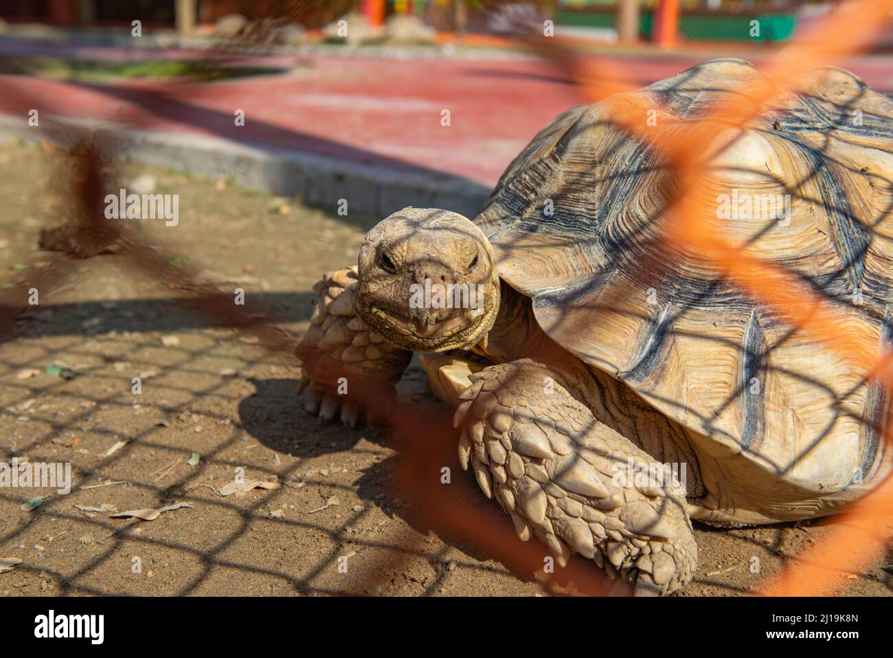 one huge turtle lives in the zoo Stock Photo - Alamy