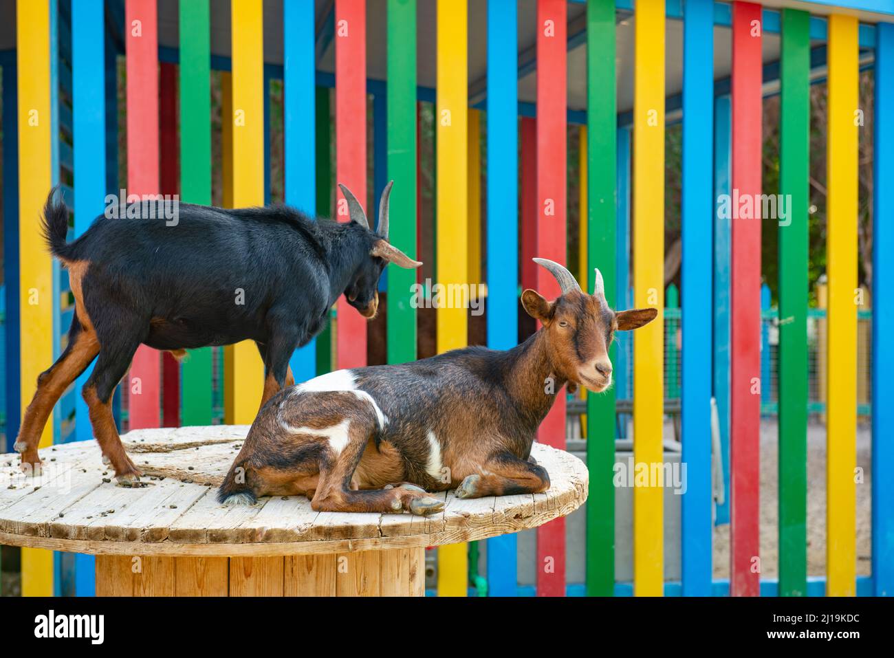 Madagascar zebra hi-res stock photography and images - Alamy