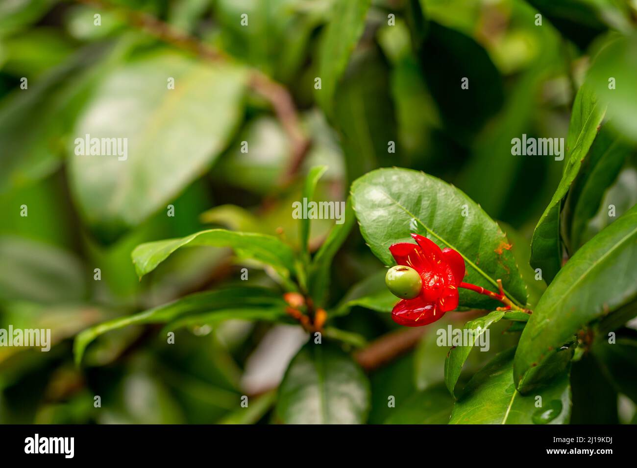 Mickey mouse plant in bloom with bright red petals and green pistils ...