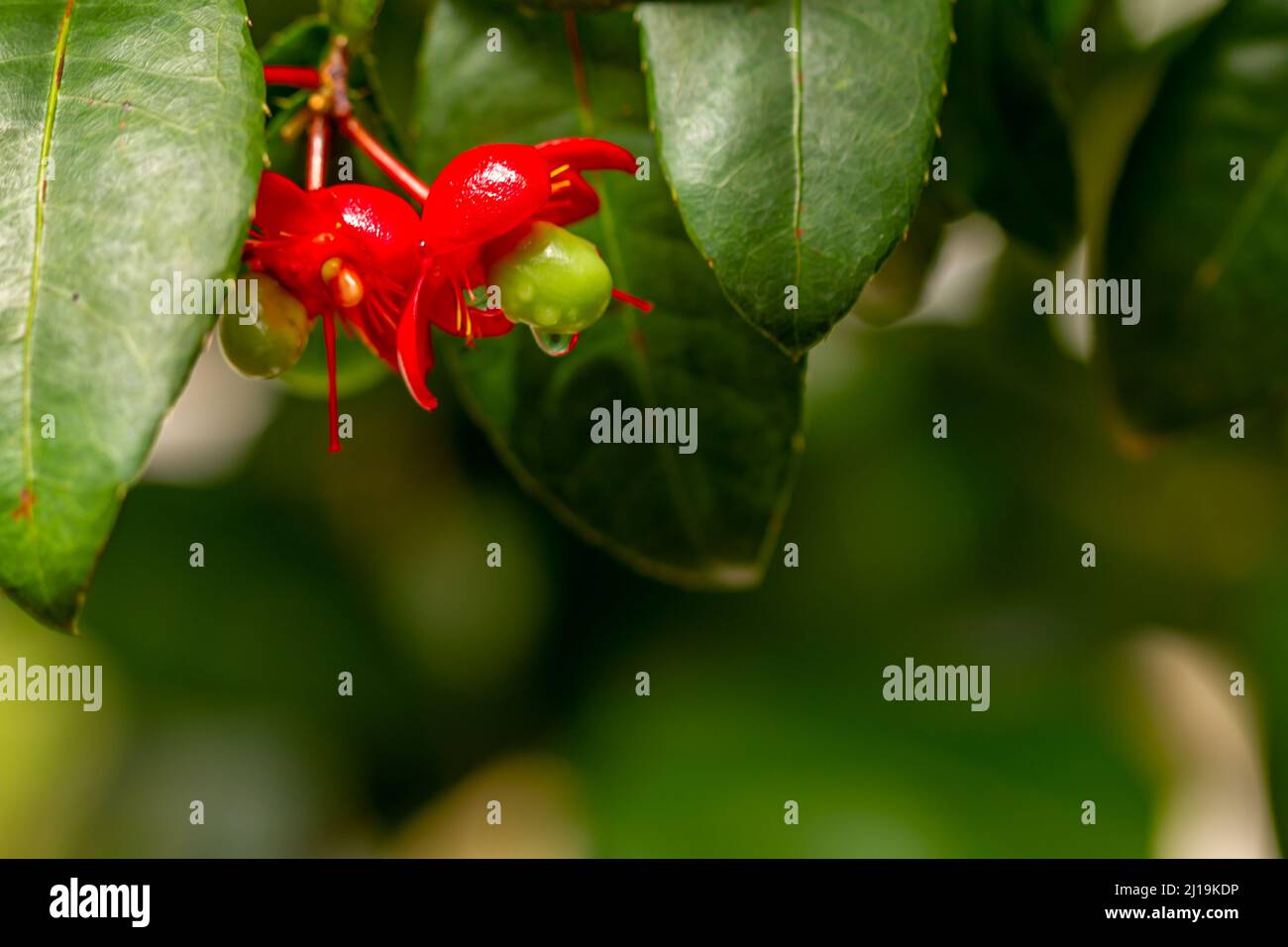Mickey mouse plant in bloom with bright red petals and green pistils ...