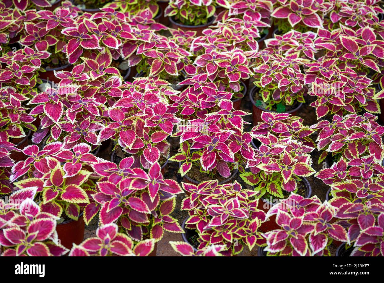 Potted landscape garden of suzhou hi-res stock photography and images ...