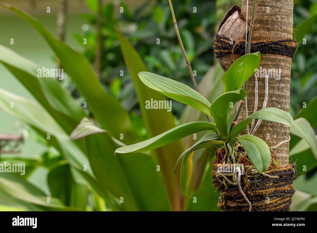 Orchid plants are maintained by attaching them to tree trunks that are ...