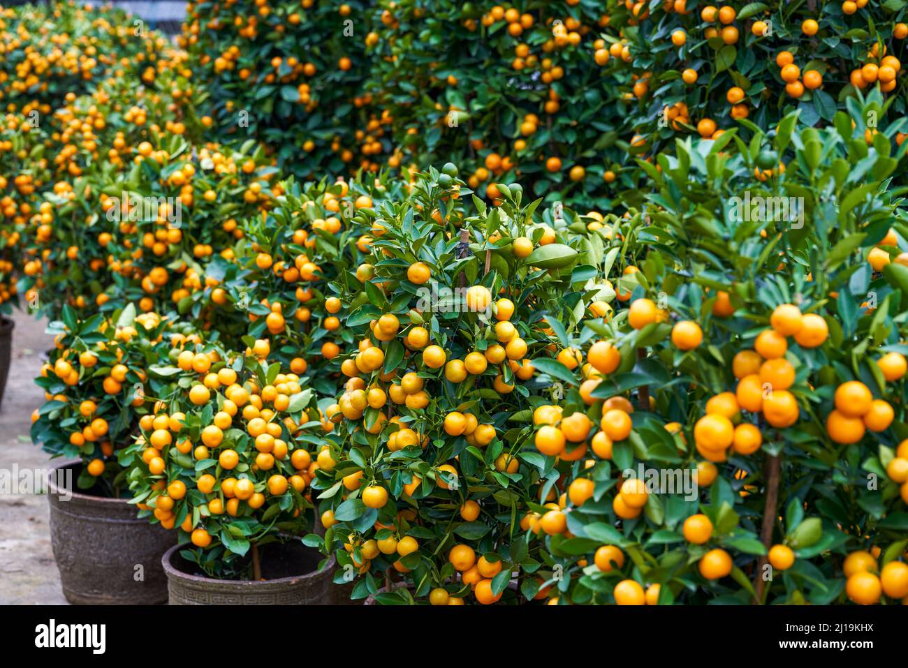 Cumquat trees hi-res stock photography and images - Alamy