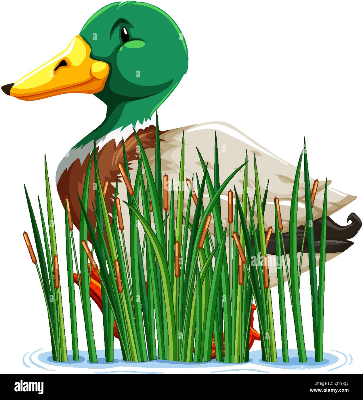 A duck behind grass on white background illustration Stock Vector Image ...