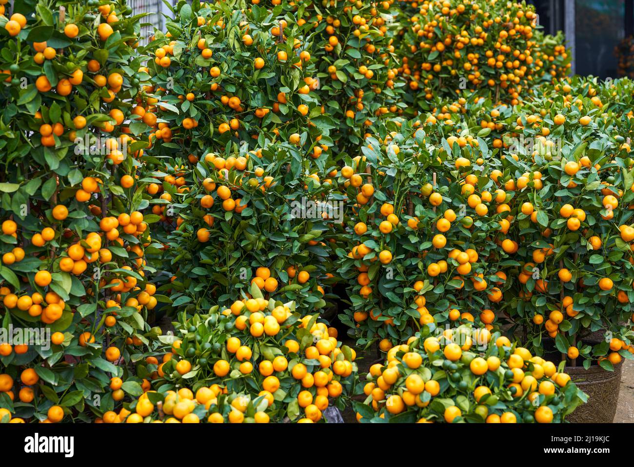 Chinese New Year citrus trees for sale in the flower market Stock Photo ...
