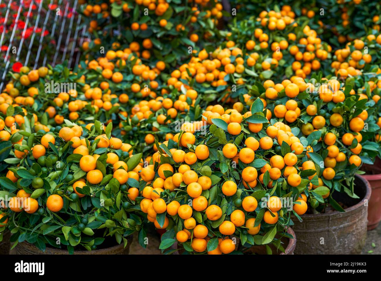 Chinese New Year citrus trees for sale in the flower market Stock Photo ...