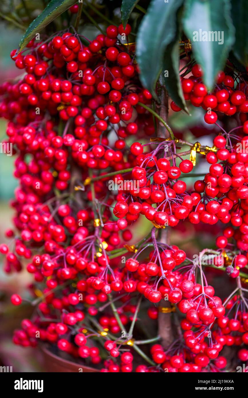 Cinnabar root hi-res stock photography and images - Alamy