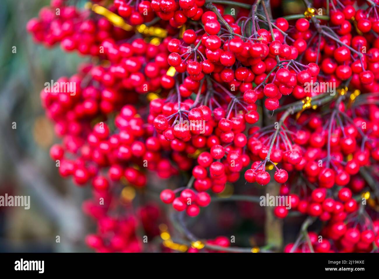 Cinnabar root hi-res stock photography and images - Alamy