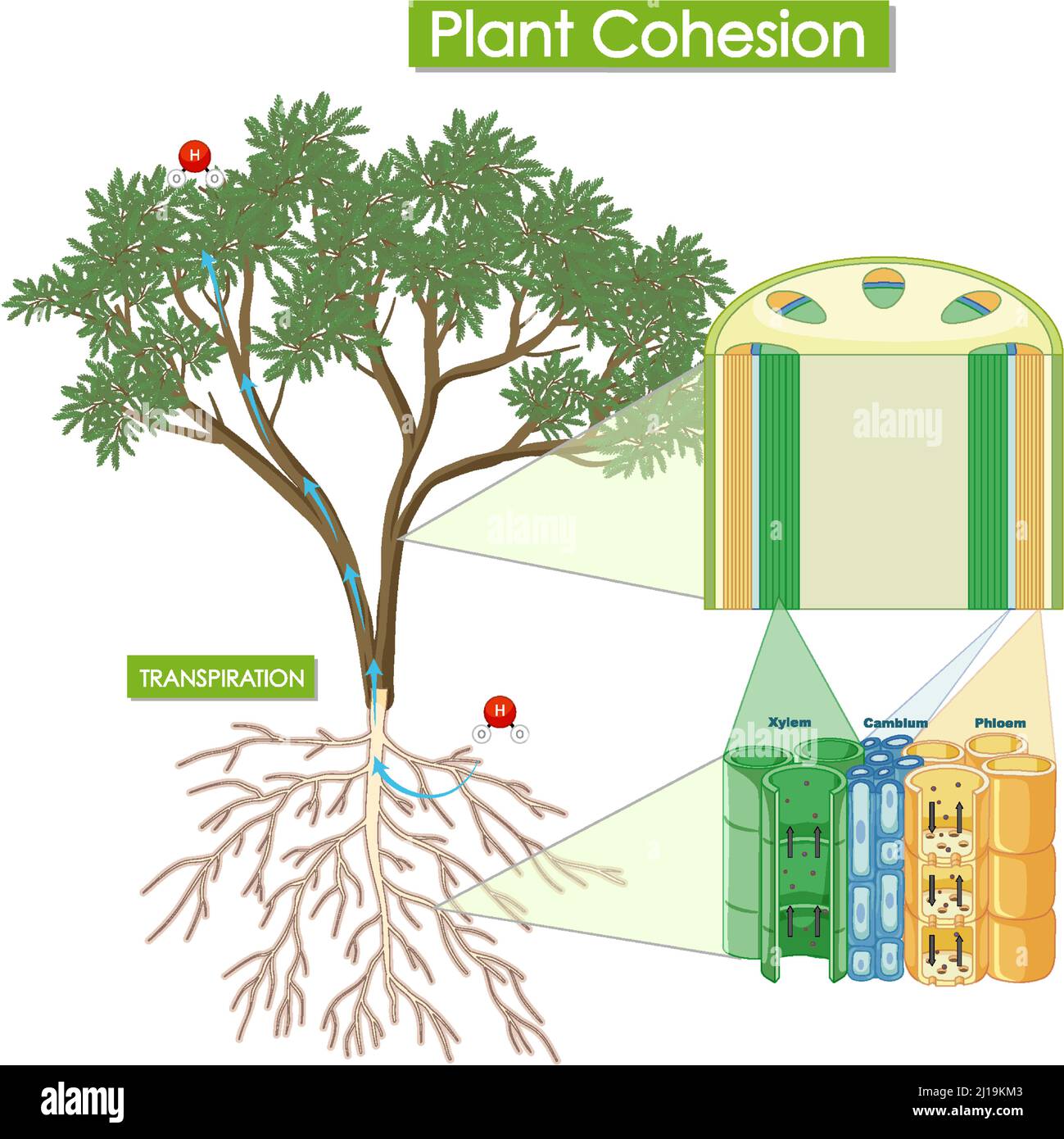 Diagram showing plant cohesion illustration Stock Vector Image & Art ...