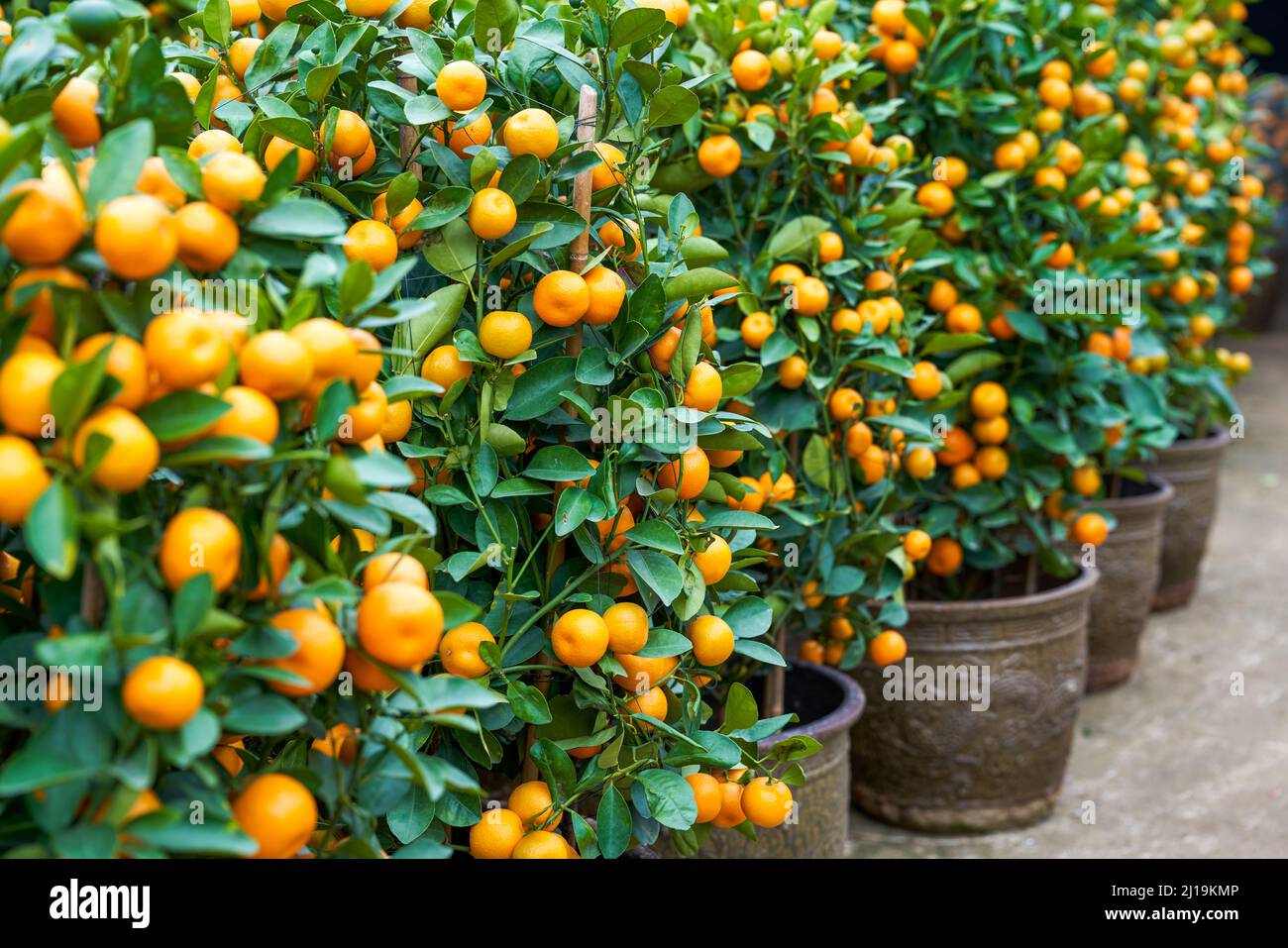 Chinese New Year citrus trees for sale in the flower market Stock Photo ...