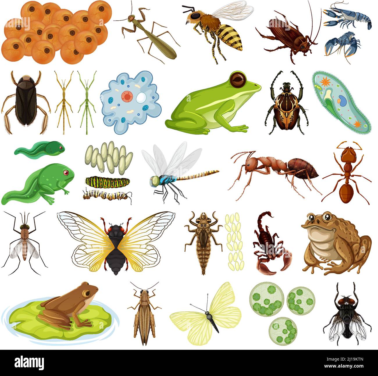 Different kinds of insects and animals on white background illustration ...