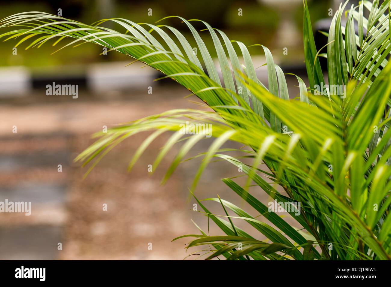 A clump of palm plants with thin, pointed green leaves, planted in an ...