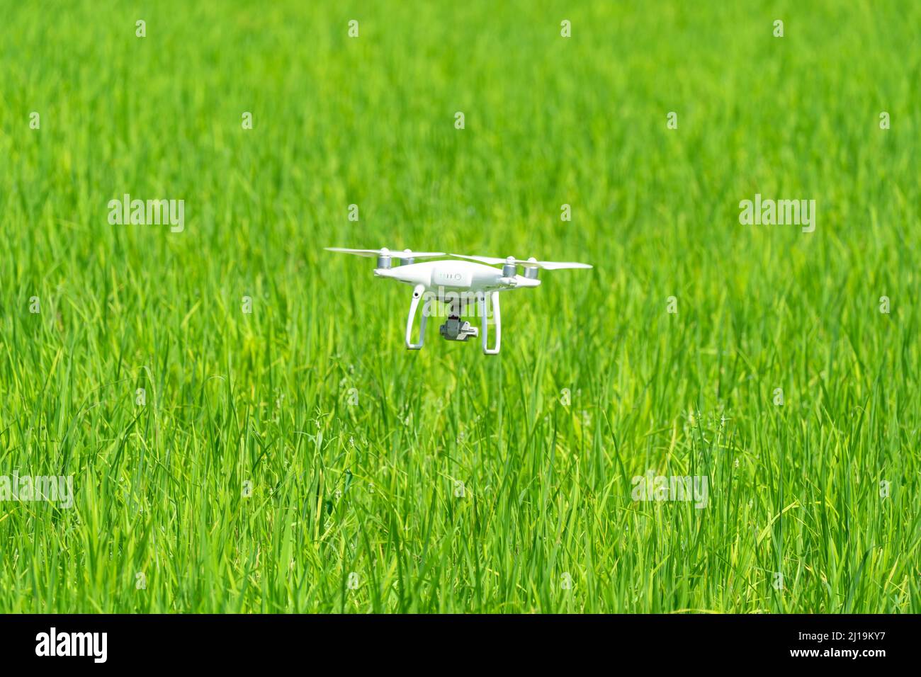 Drone is flying on the green paddy rice field Stock Photo - Alamy