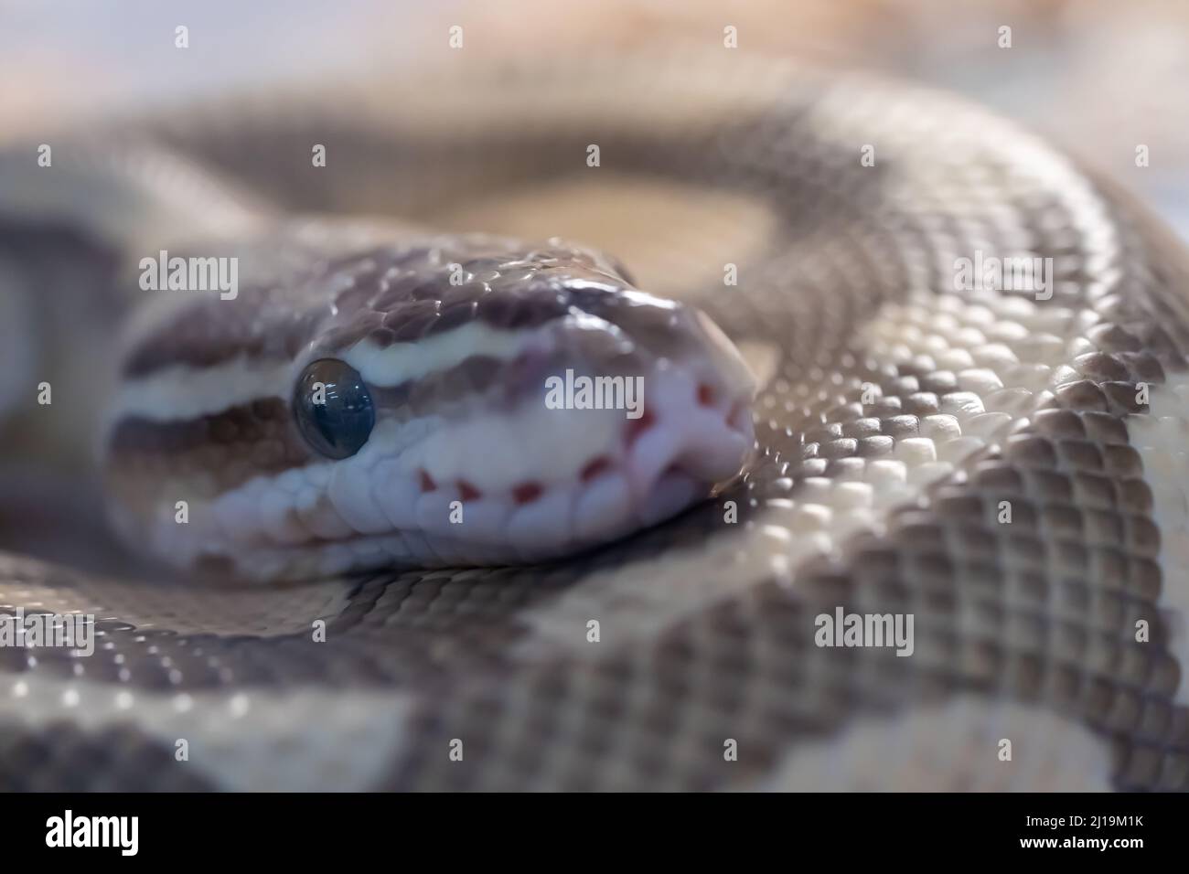head of yellow - brown snake with big eye on it body Stock Photo - Alamy
