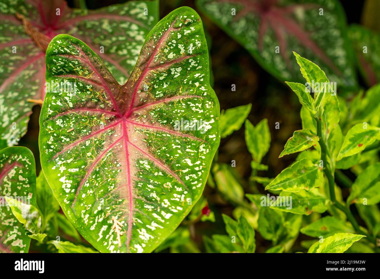 Wild taro hi-res stock photography and images - Alamy