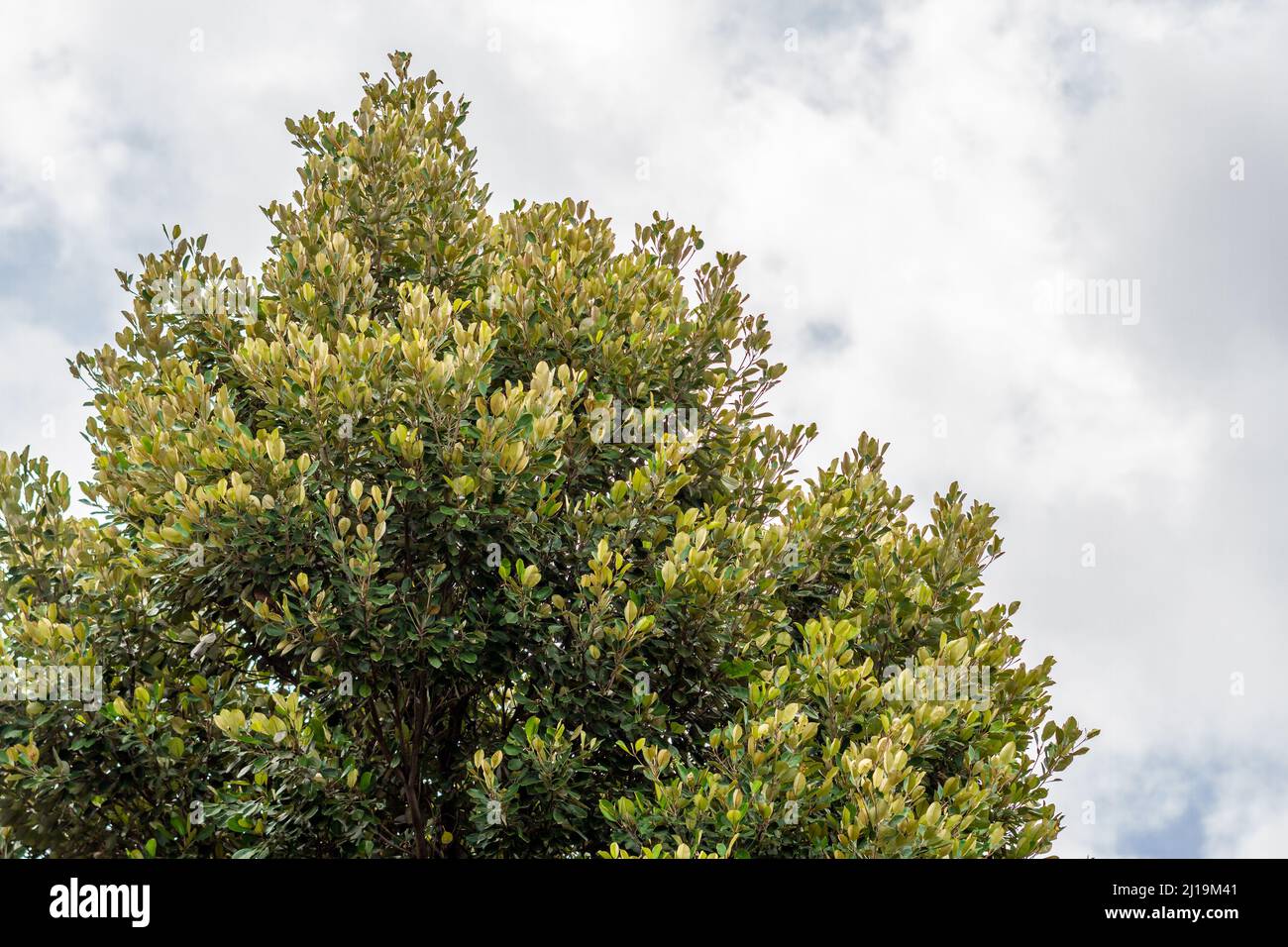 Trees with lush leaves are used as shade from the hot sun, nature ...