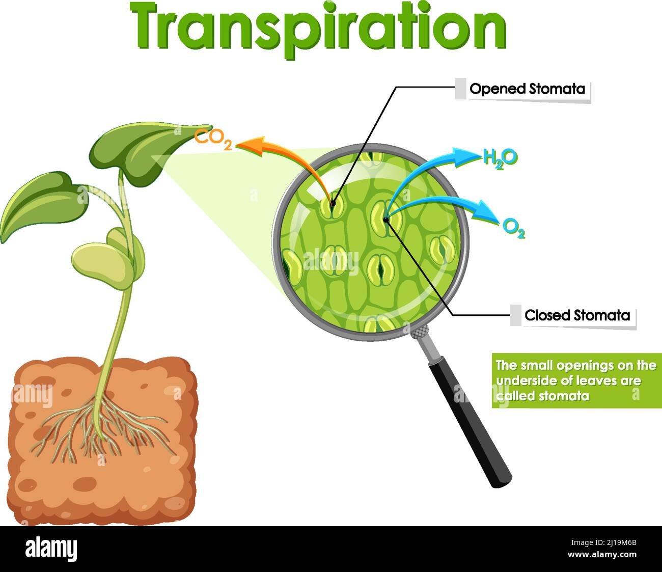 Diagram showing transpiration in plant illustration Stock Vector Image ...