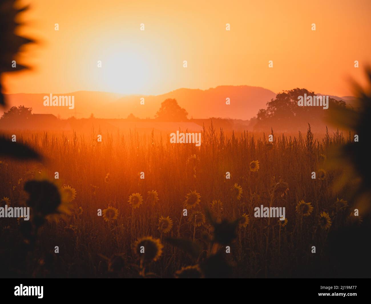 An enchanting natural scene with a golden sun shining down on a ...