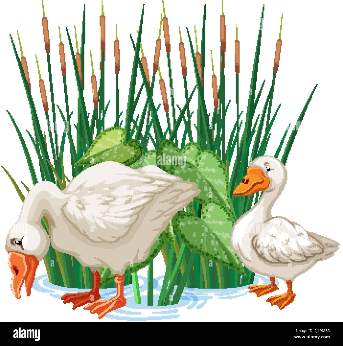 Two ducks standing in water illustration Stock Vector Image & Art - Alamy