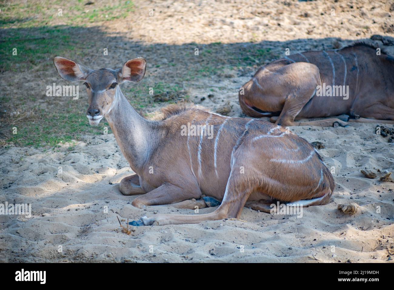 Tiger parrot hi-res stock photography and images - Alamy