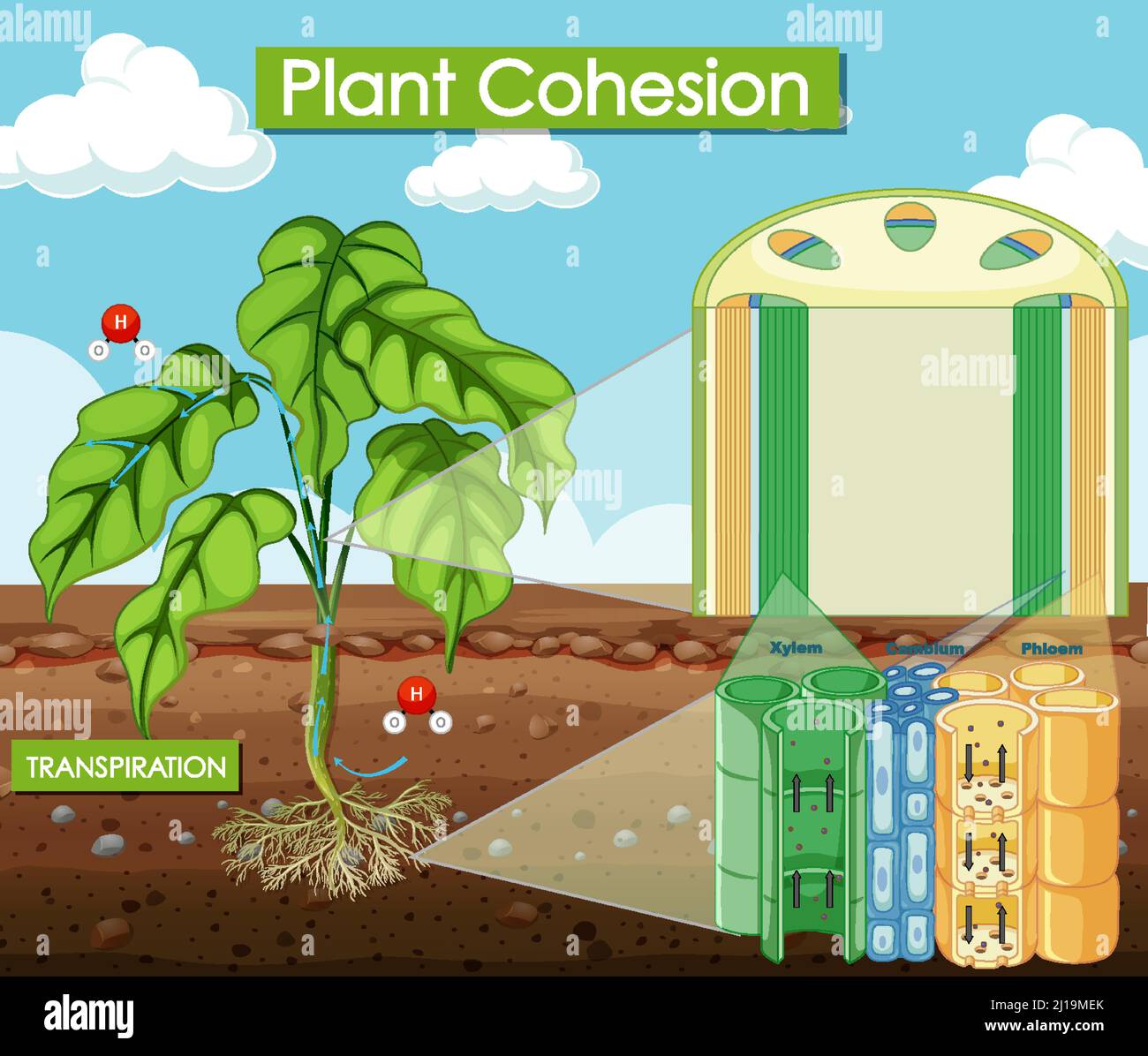 Diagram showing plant cohesion illustration Stock Vector Image & Art ...