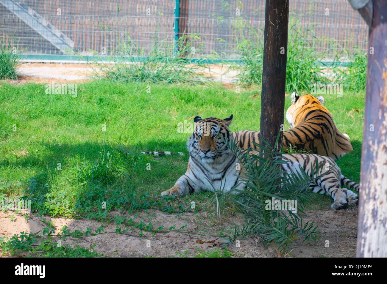 one bengal tiger lies under a tree in the zoo Stock Photo - Alamy