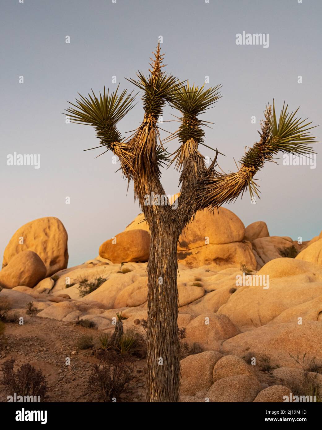 Unique Joshua Trees seen in California Desert of Joshua Tree National ...