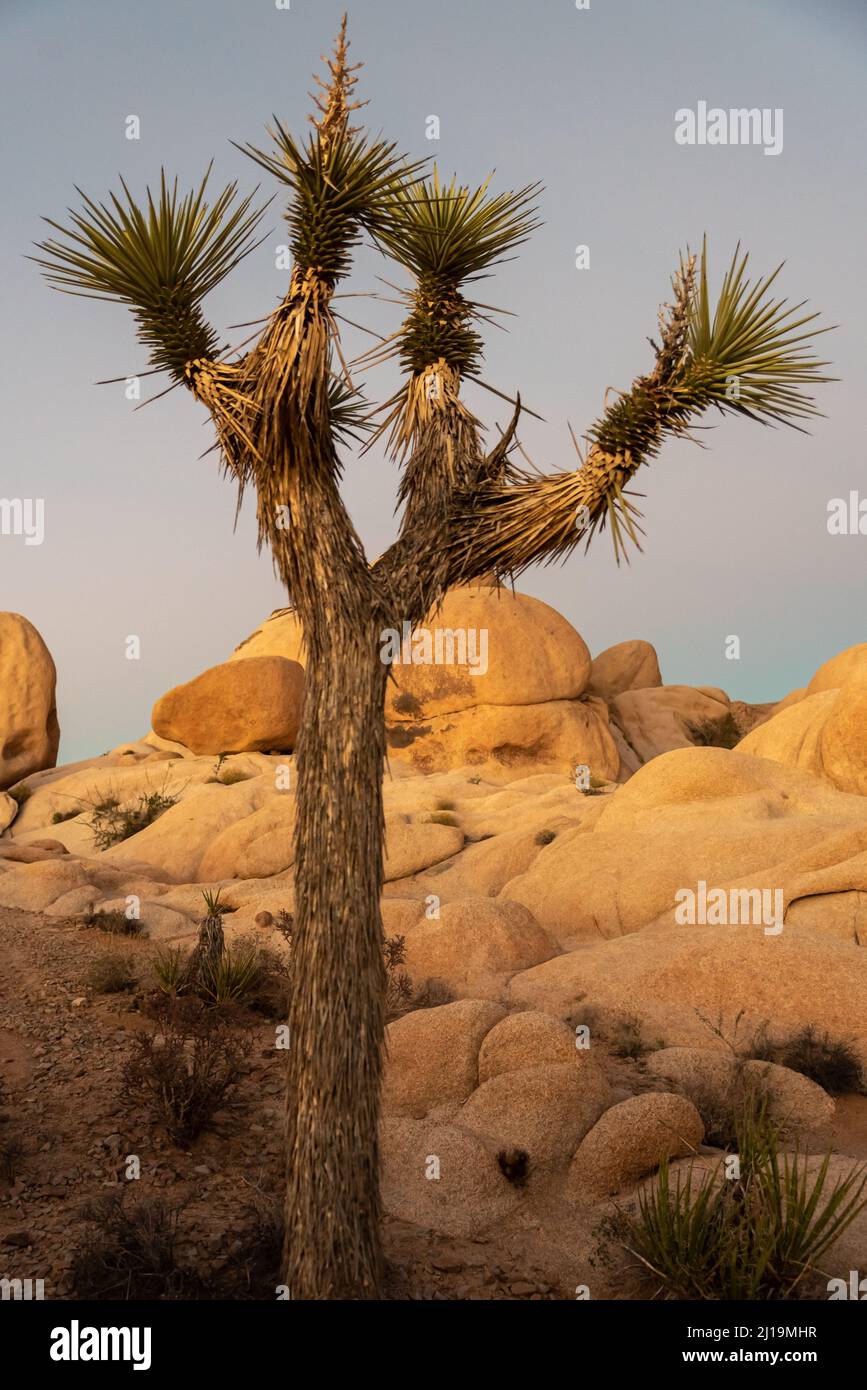 Unique Joshua Trees seen in California Desert of Joshua Tree National ...
