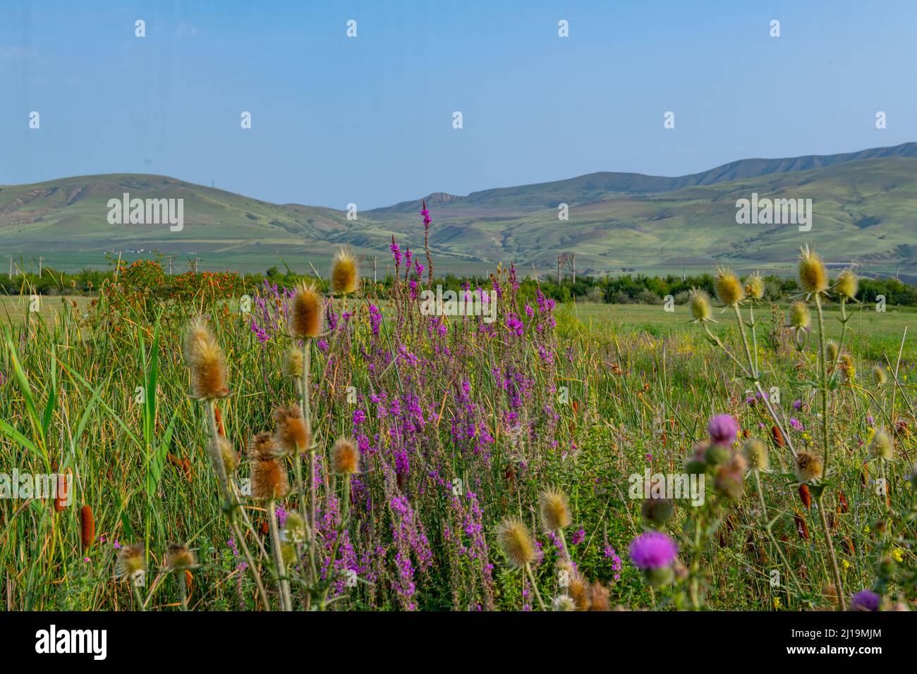 Colchis forest hi-res stock photography and images - Alamy