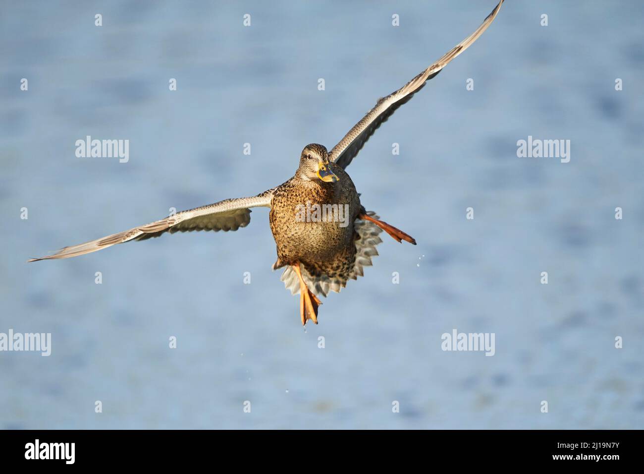 Wild duck (Anas platyrhynchos) landing in a lake, Bavaria, Germany ...
