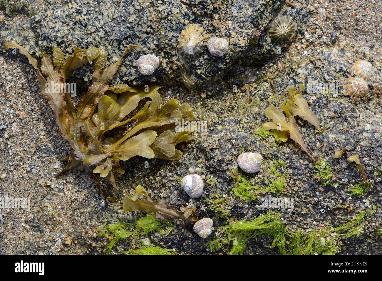 Spiral wrack (Fucus spiralis) and channelled wrack (Pelvetia ...