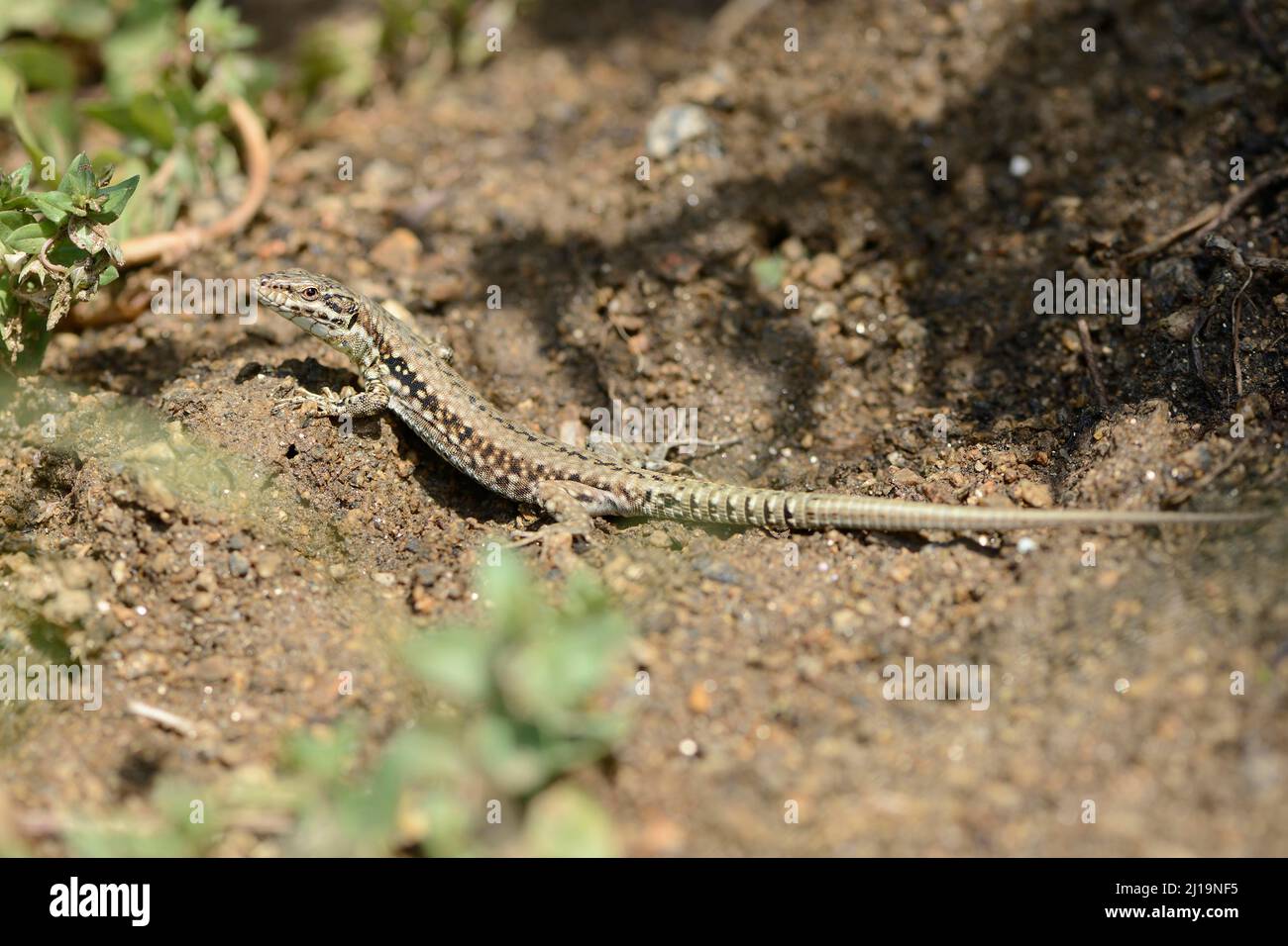 Wildlife brittany hi-res stock photography and images - Alamy